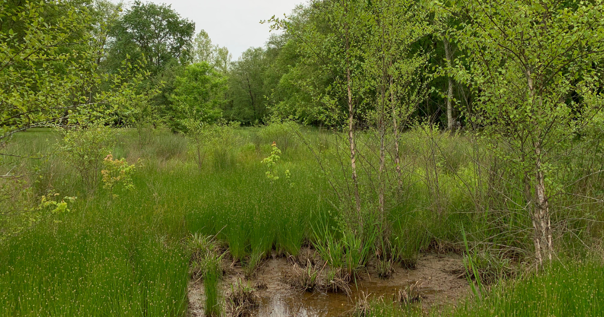 Understanding Hydrological Zones for Wetland Delineation